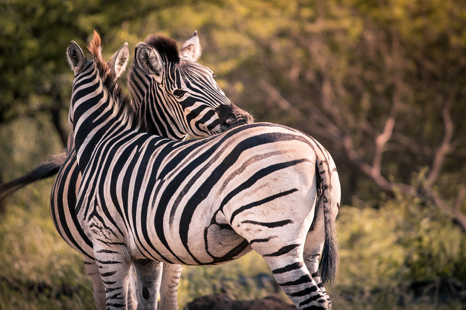 Two+Zebras+nuzzle+each+other,+Umkhuze+Game+Reserve,+Isimangaliso ...